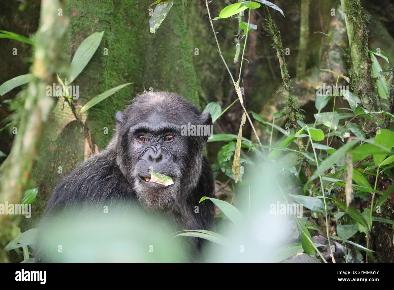 Chimpanzee in natural habitat eating jackfruit, Kibale Forrest, Uganda ...