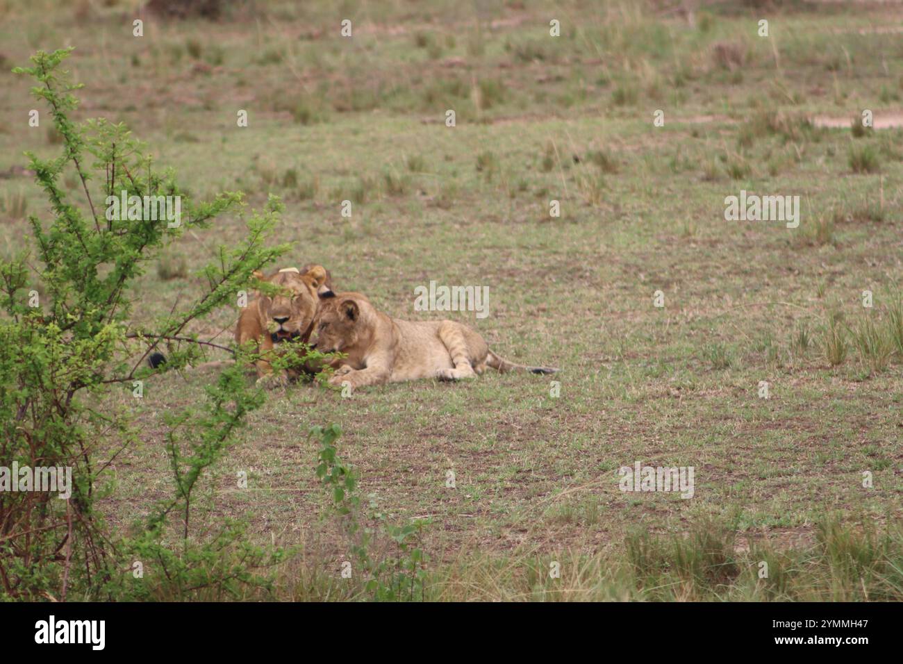 Wild Lions in Savanna, Queen Elizabeth National Park, Uganda Stock ...