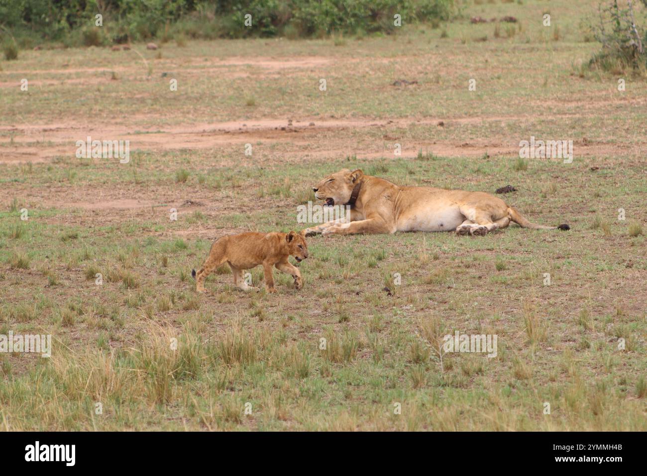 Wild Lions in Savanna, Queen Elizabeth National Park, Uganda Stock ...