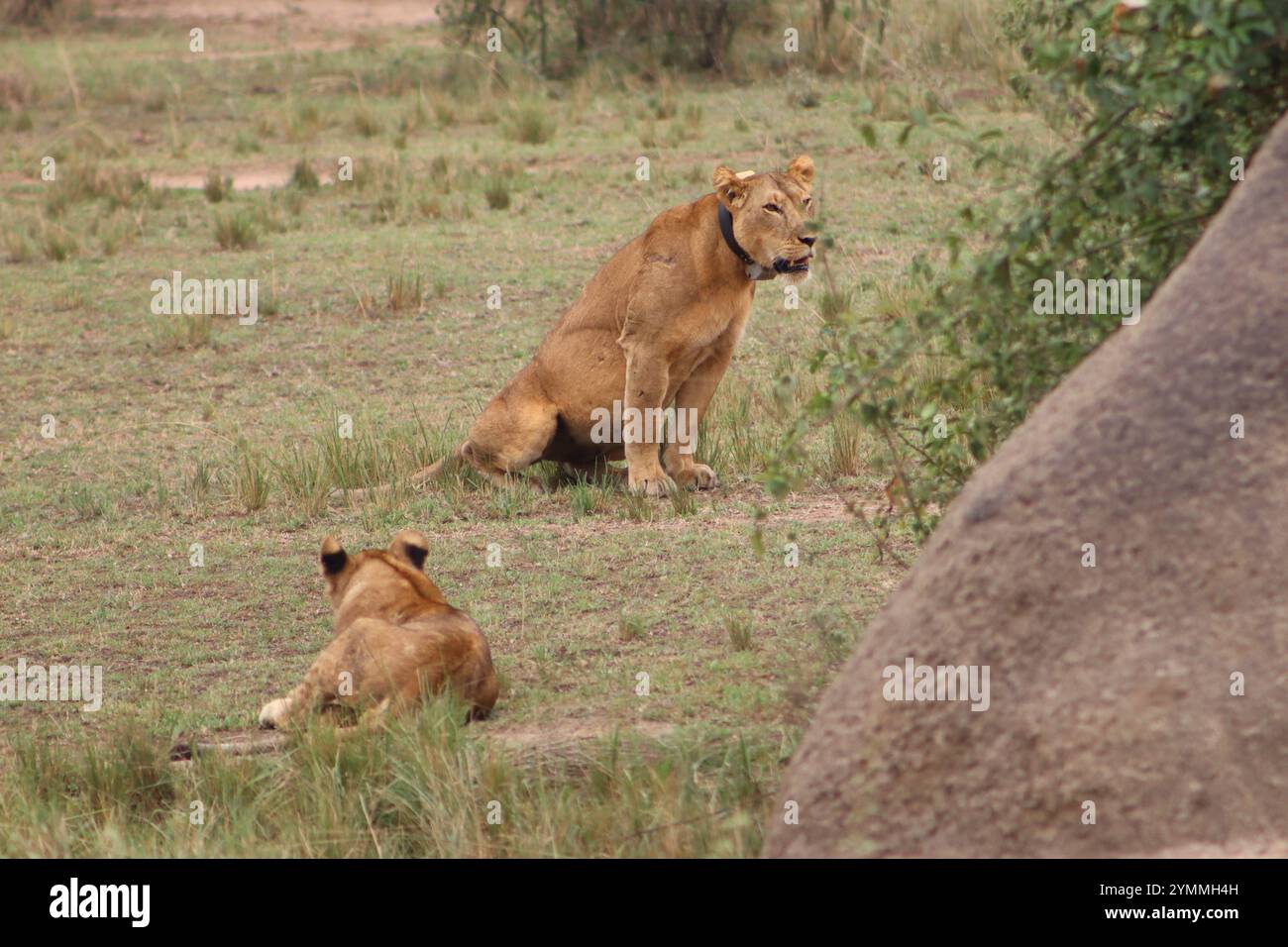 Wild Lions in Savanna, Queen Elizabeth National Park, Uganda Stock ...