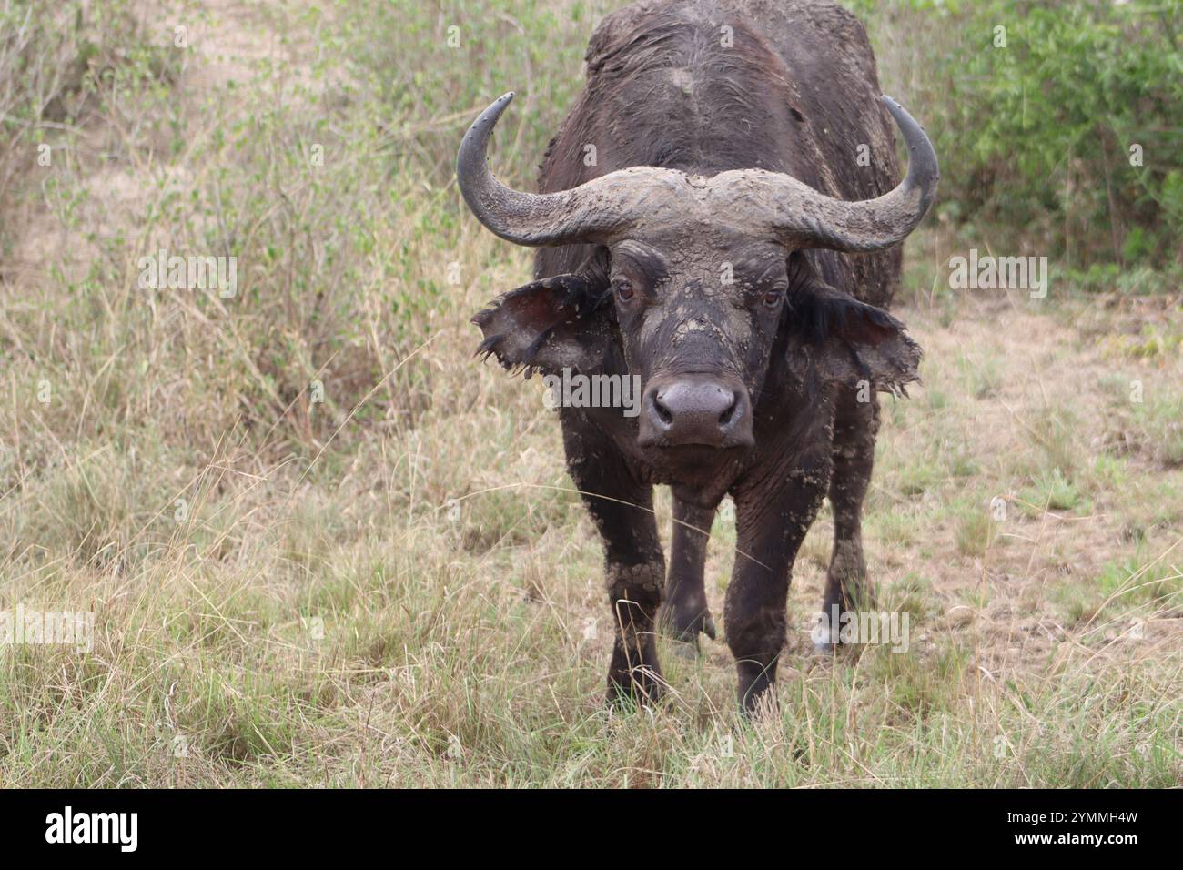 African water Buffalo looking into camera in Murchison Falls National ...