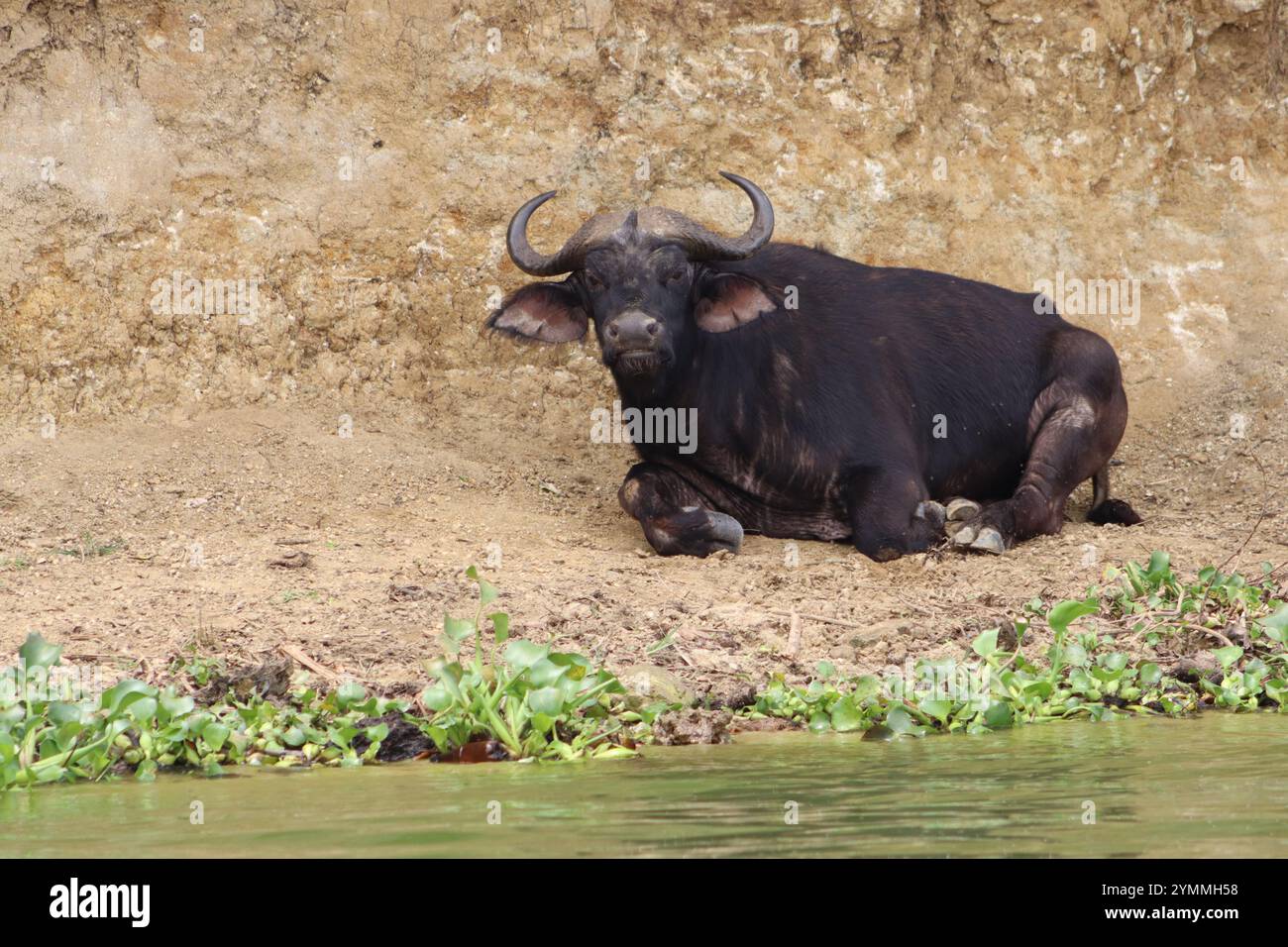 Buffalo in water at Kazinga Channel, Uganda Africa Stock Photo - Alamy
