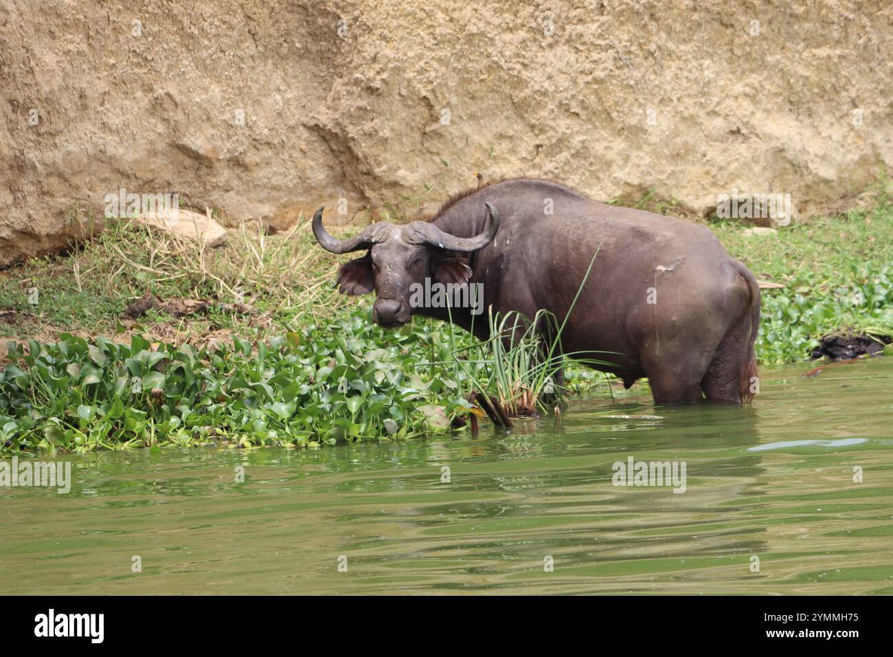 African buffalo at river hi-res stock photography and images - Alamy