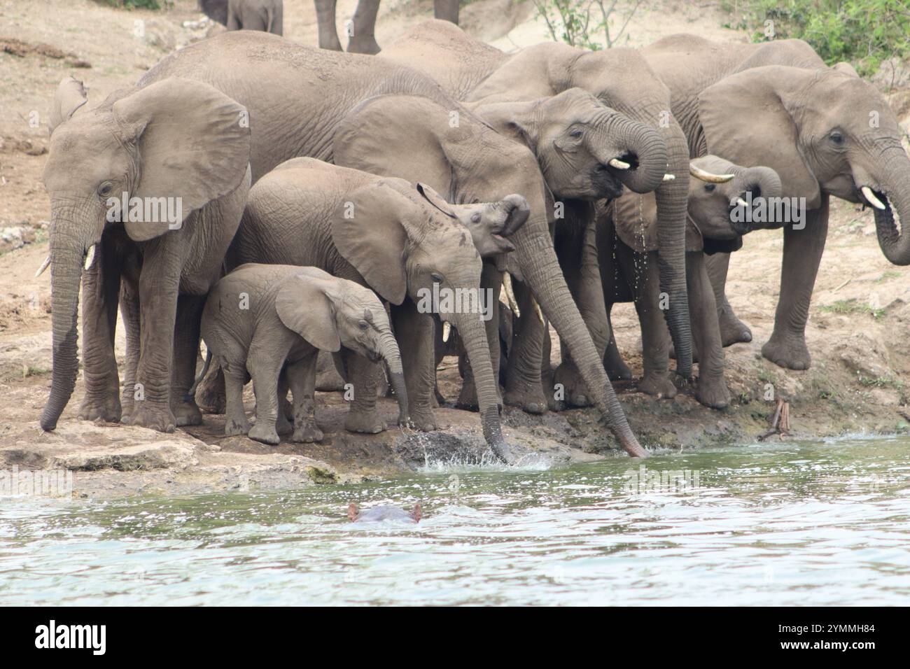 Elephant Herd drinking Water at River, Kazinga Channel, Uganda, Africa ...