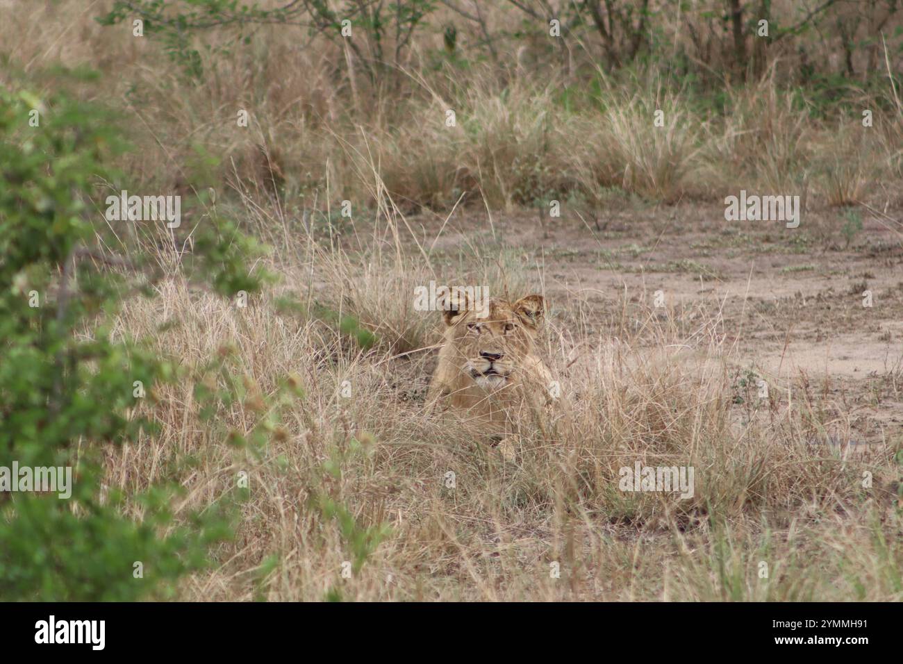 Lion in the Wild watching in camera Stock Photo - Alamy
