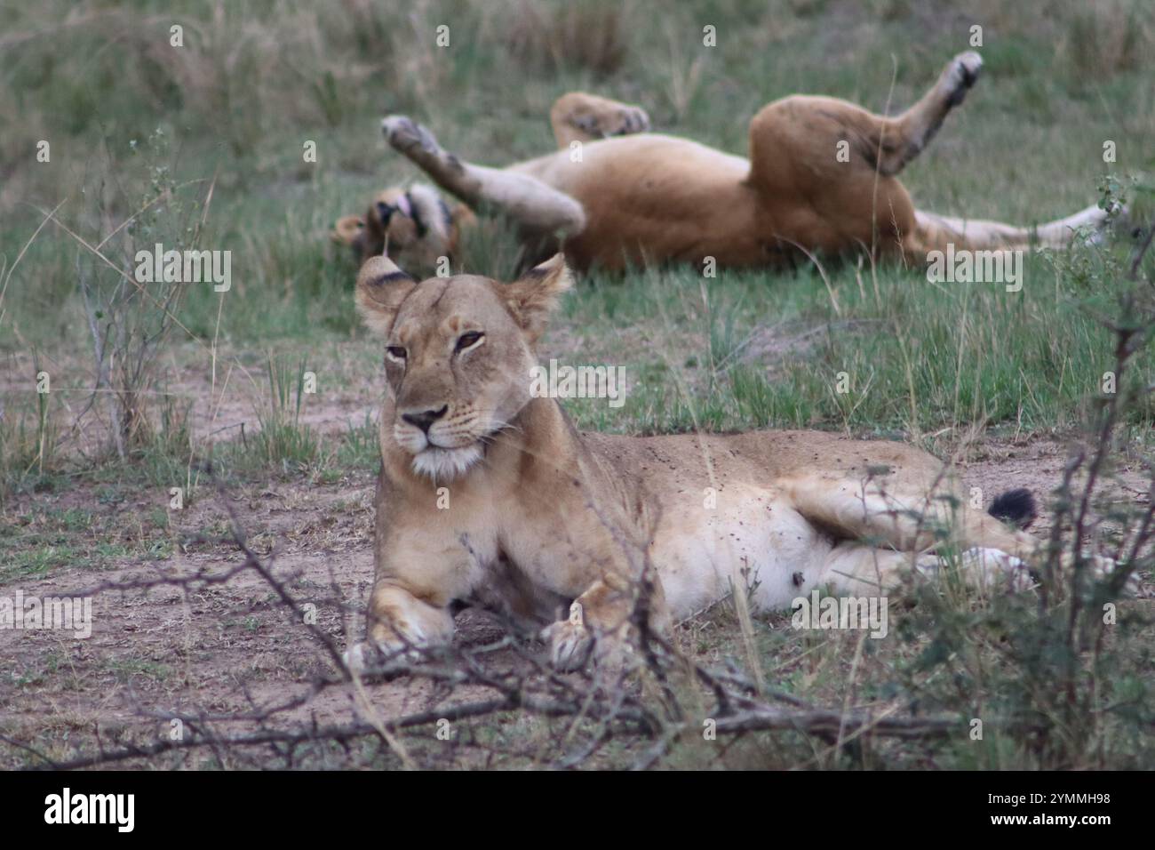Wild Pride of Lions in Nature, Queen Elizabeth National Park, Uganda ...