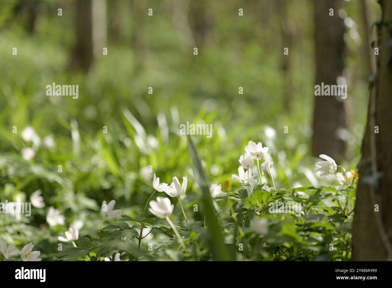 Wood Anemones, Anemone nemorosa, wildlflower on forest/woodland floor ...