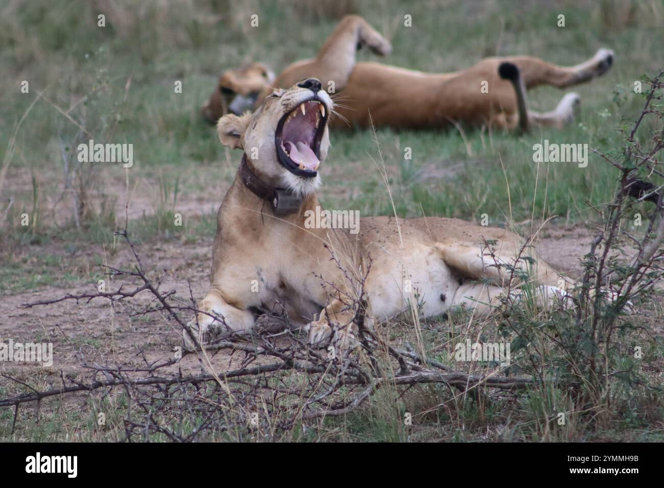 Wild Pride of Lions in Nature, Queen Elizabeth National Park, Uganda ...