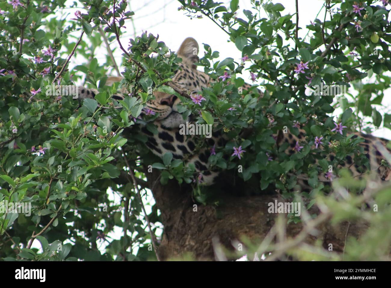 Tree dwelling leopard hi-res stock photography and images - Alamy