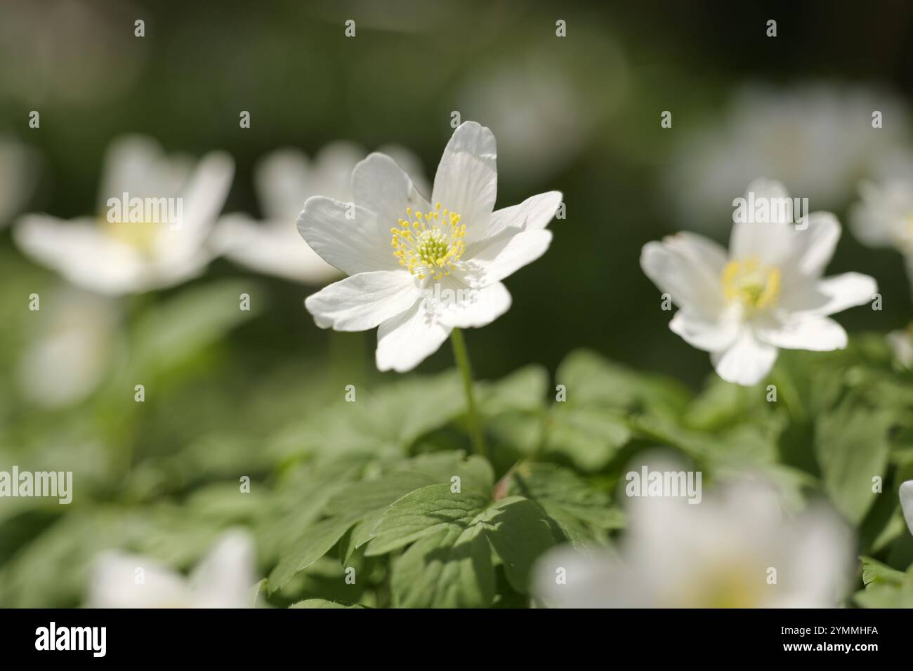 Wood Anemones, Anemone nemorosa, wildlflower on forest/woodland floor ...