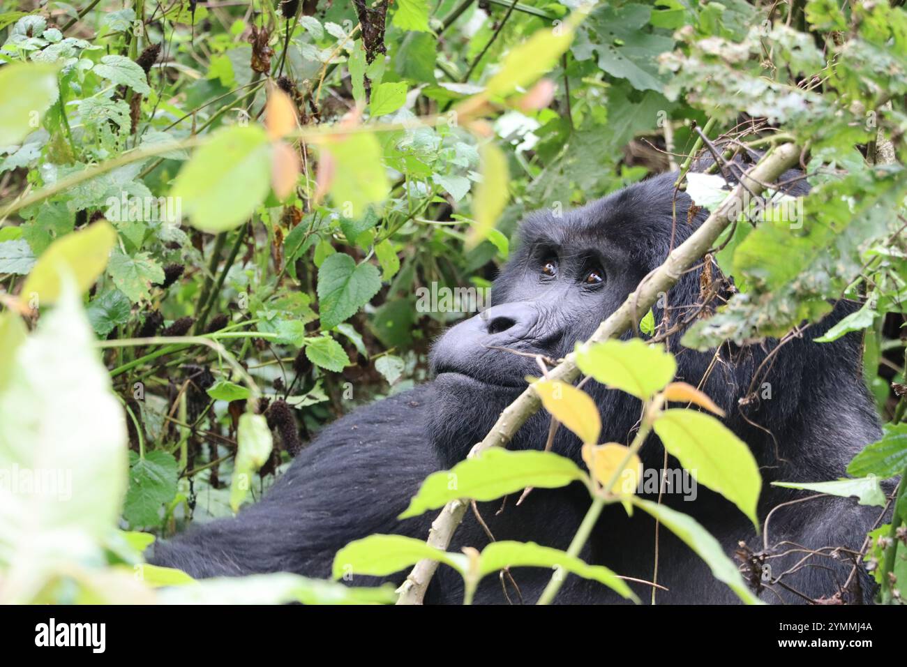 Adult Female Gorilla in Bwindi Uganda Stock Photo - Alamy