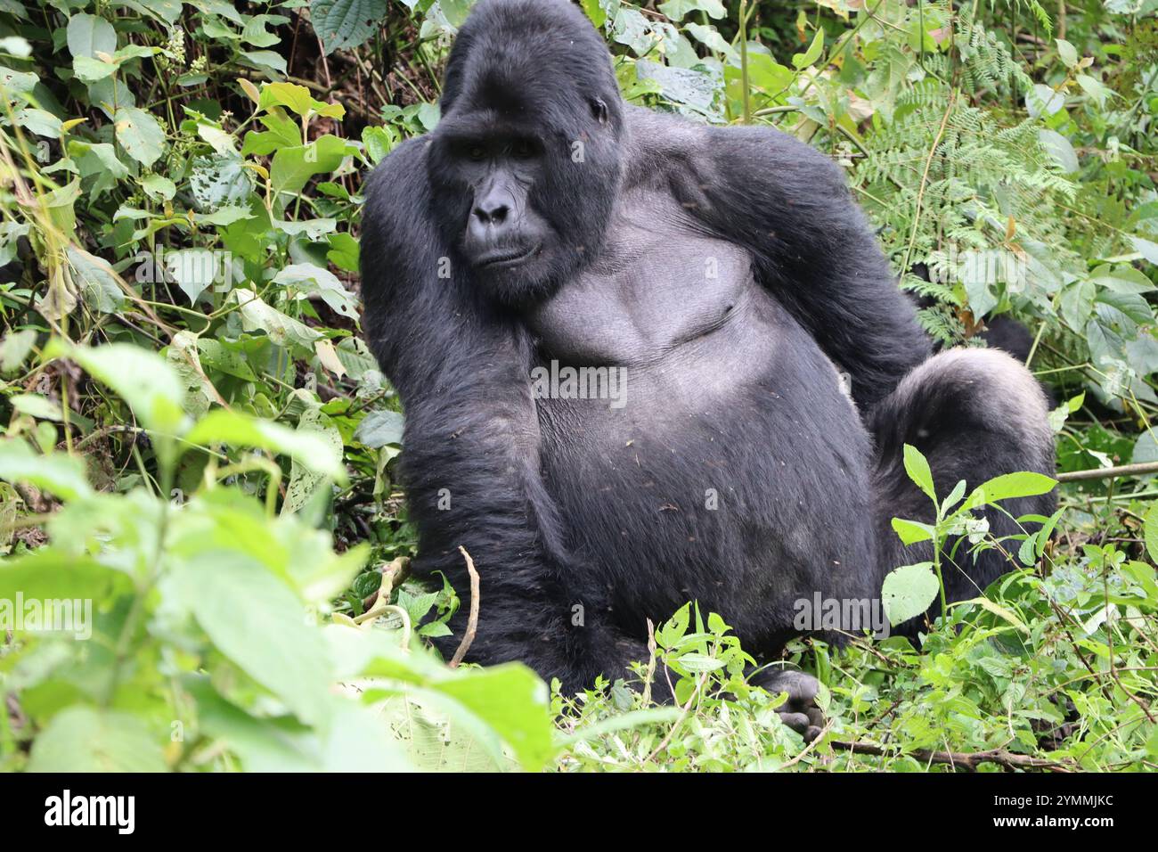 Kahungye gorilla family hi-res stock photography and images - Alamy