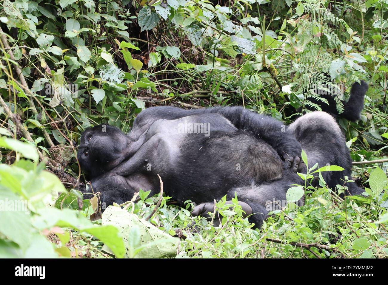 Gorilla Silverback in wild nature laying on his back in the jungle ...