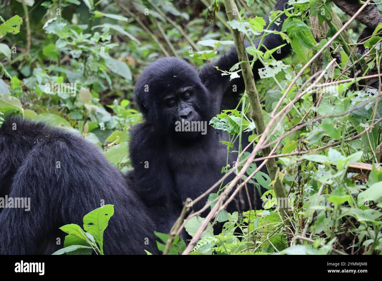Young Gorilla in Nature / Gorilla Tracking / Bwindi Impenetrable ...