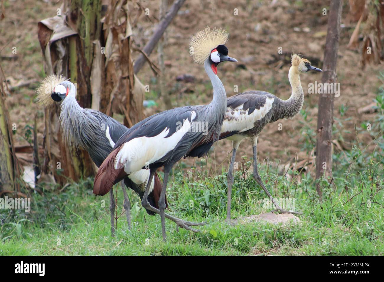 Crowned Crane Family at Lake Bunyonyi in Uganda Stock Photo - Alamy