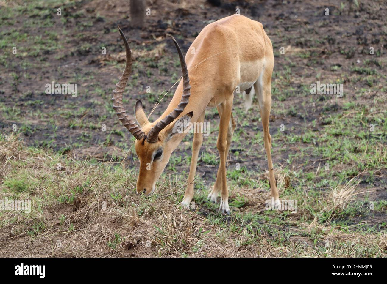 Grazing male Uganda Cob antelope in Lake Mburo National Park Stock ...