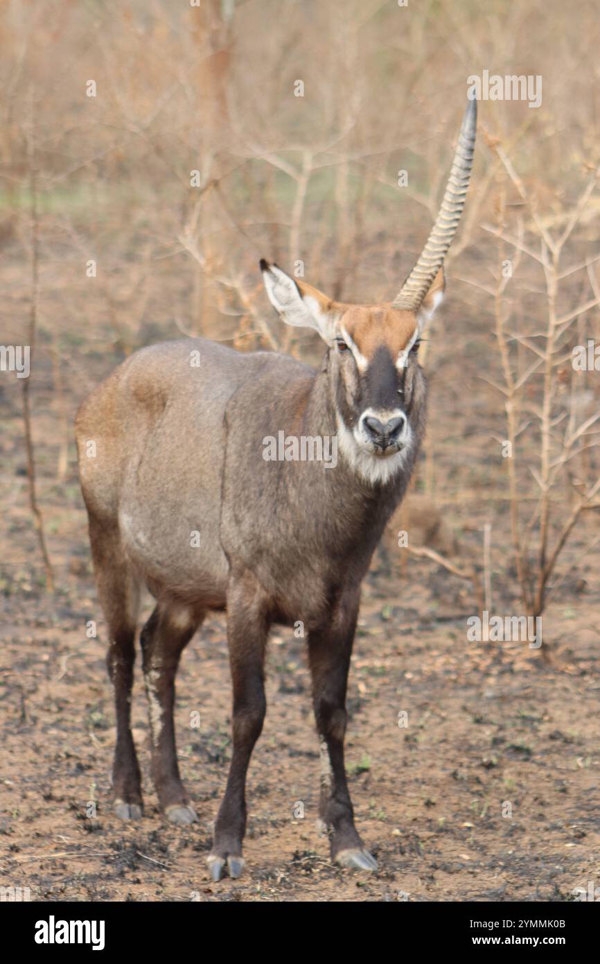 Waterbock with just one horn - unicorn Stock Photo - Alamy