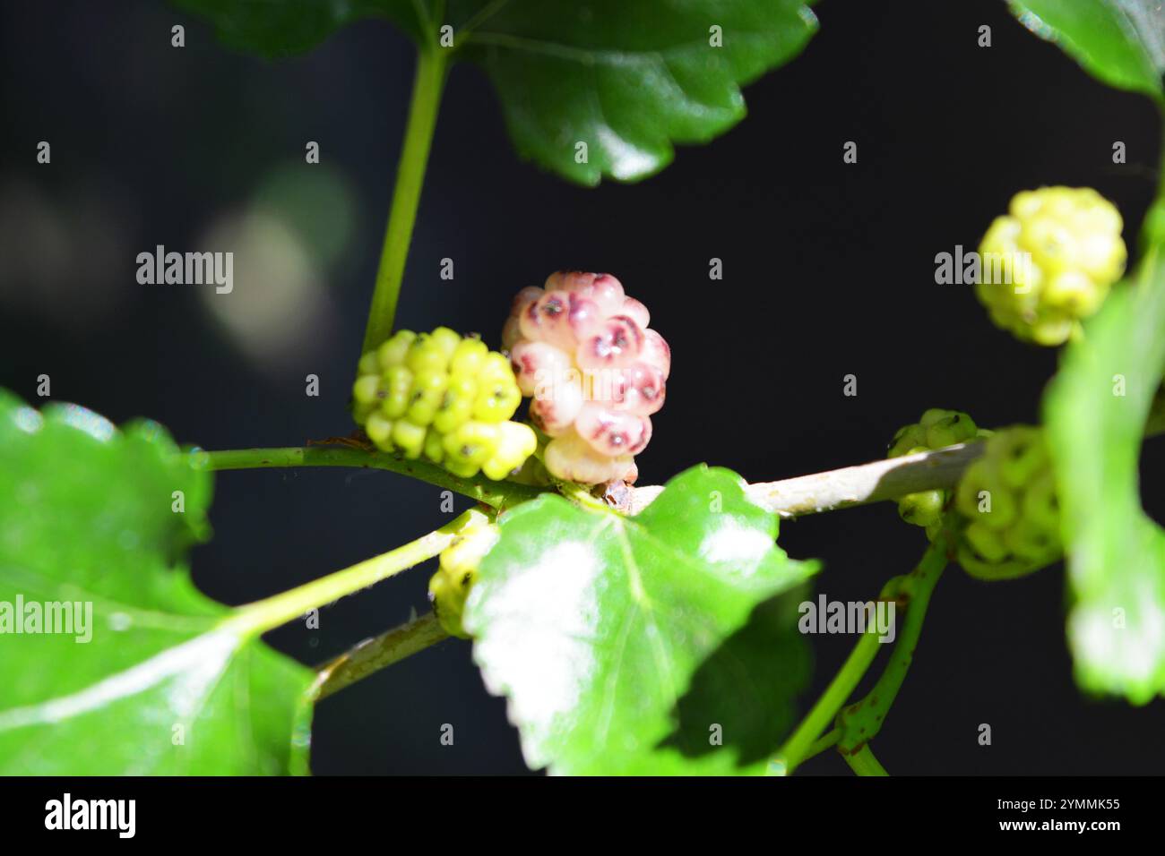 Black white mulberry sun hi-res stock photography and images - Alamy