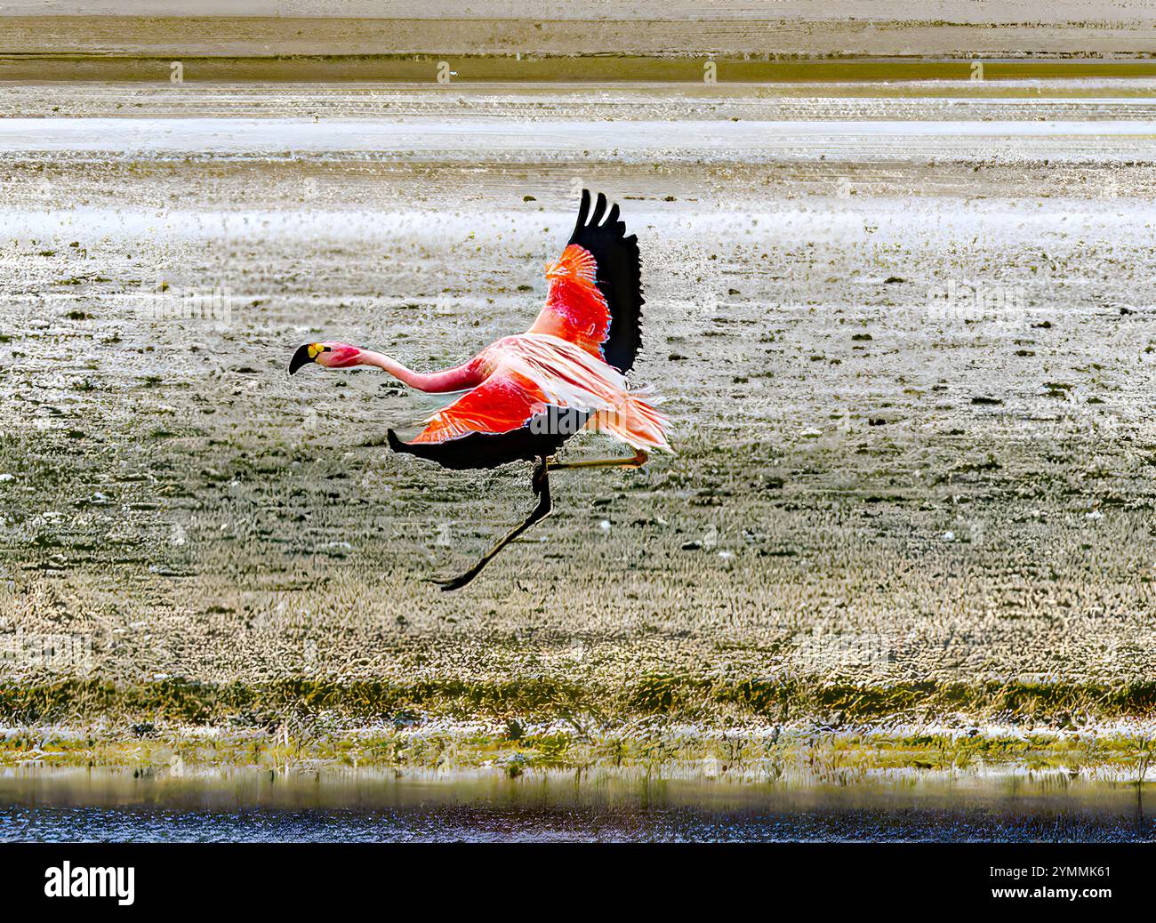 Flamingo running in water hi-res stock photography and images - Alamy