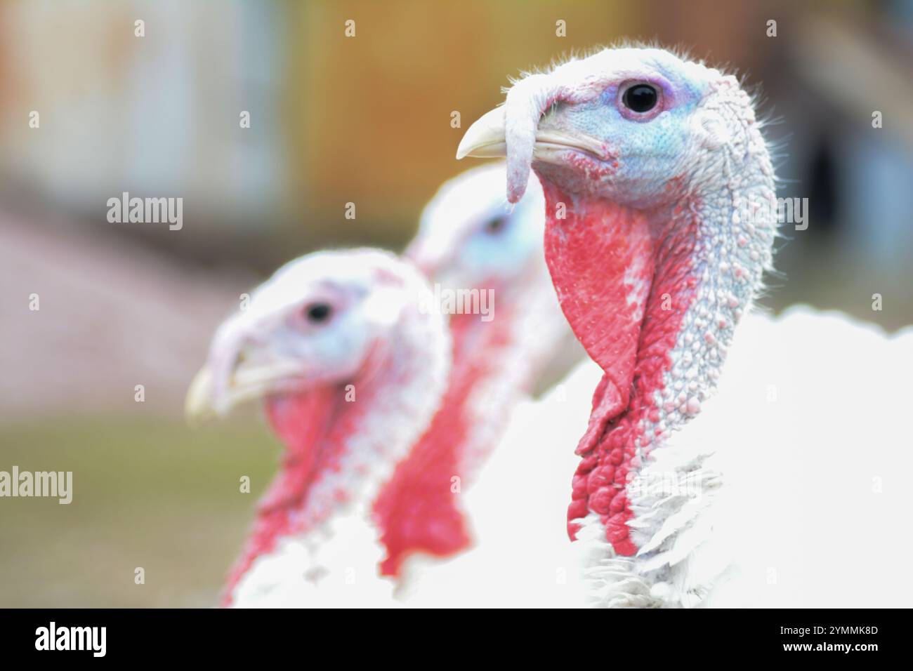 Turkeys. Portrait of a turkey. White domestic turkey birds Stock Photo ...