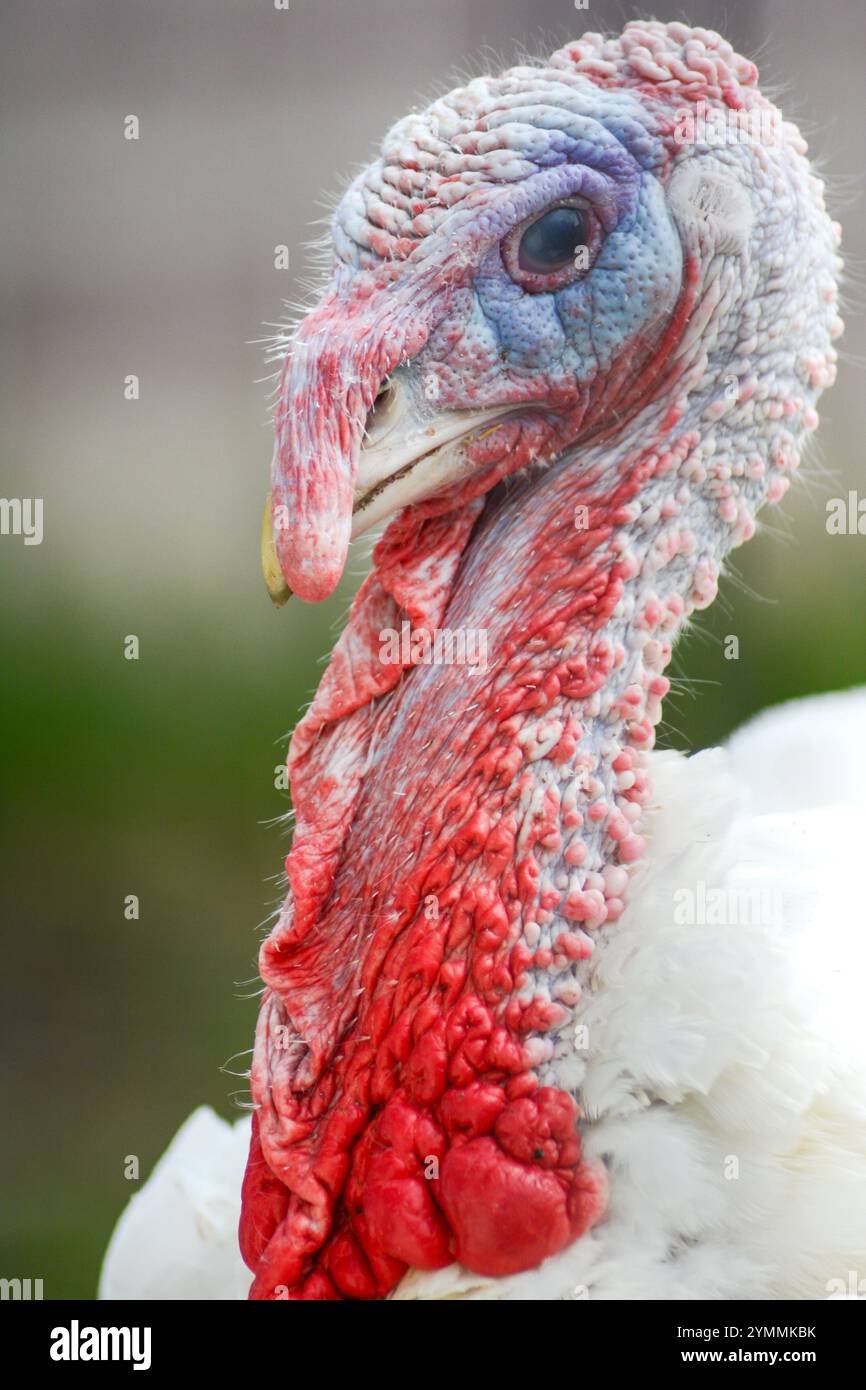 Turkeys. Portrait of a turkey. White domestic turkey birds Stock Photo ...