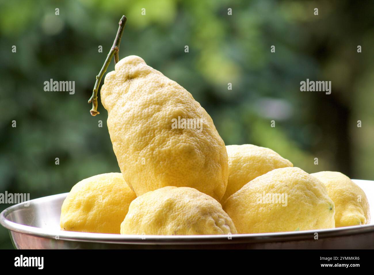 beautiful lemons from Amalfi coast Stock Photo - Alamy