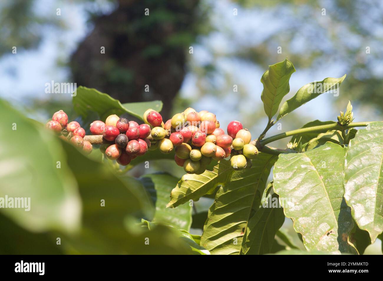 branch of robusta coffee beans, Java island Stock Photo - Alamy