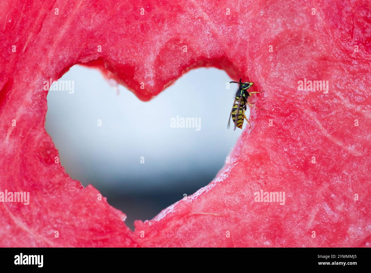 Watermelon insect hi-res stock photography and images - Alamy