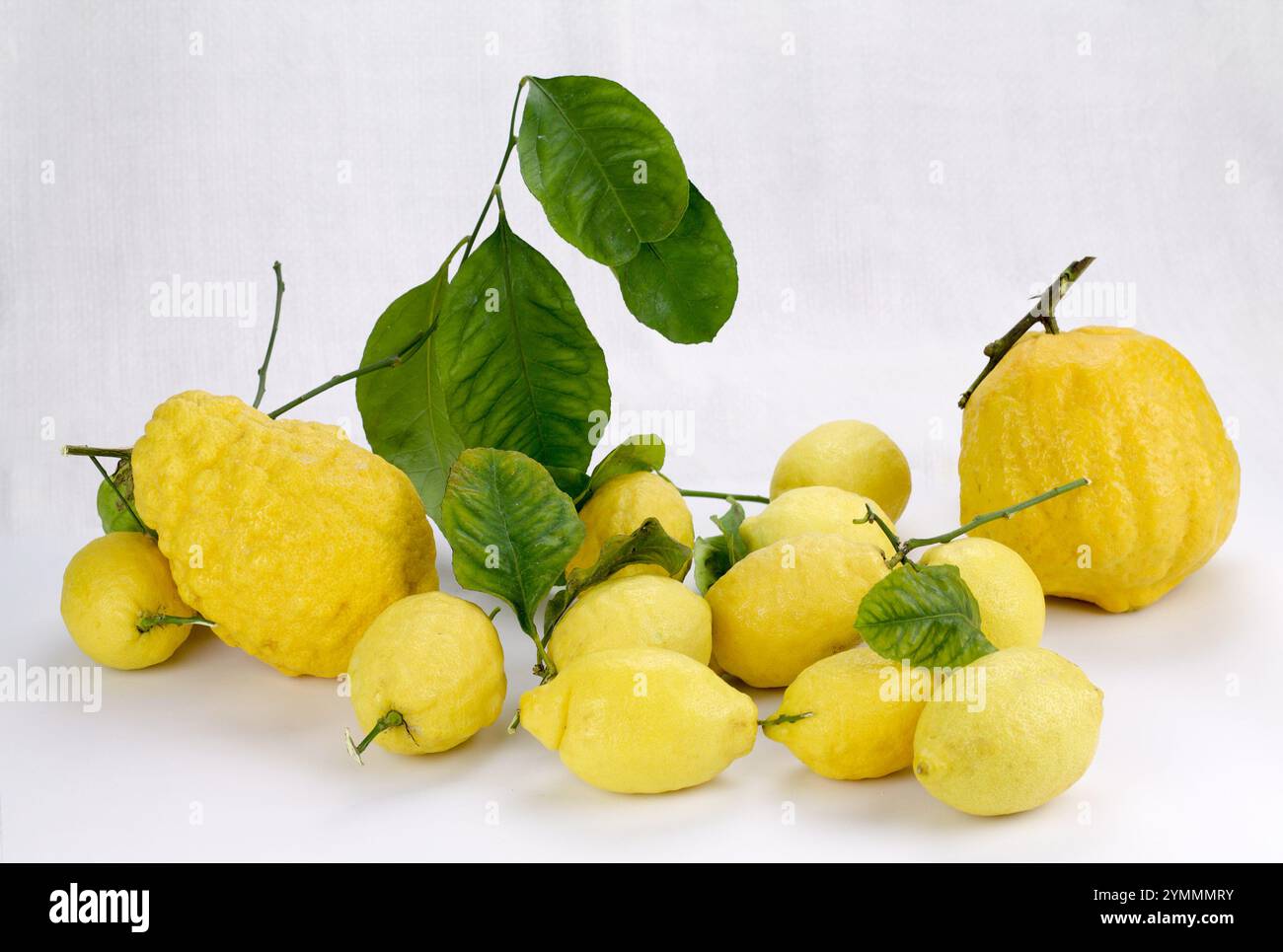 group of citrus isolated on white Stock Photo - Alamy