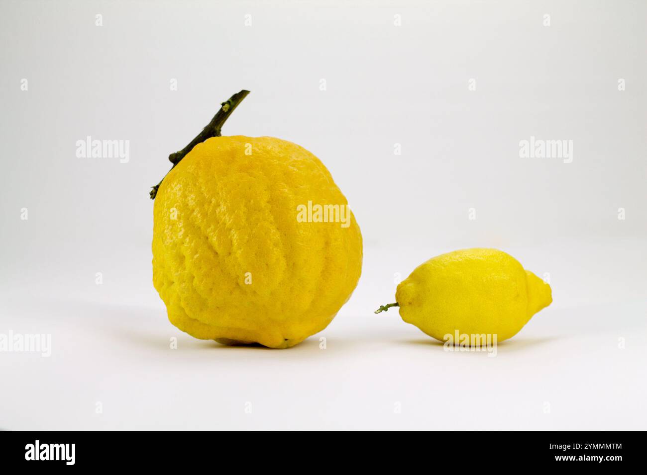 Lemon and cedar, little and big concept Stock Photo - Alamy