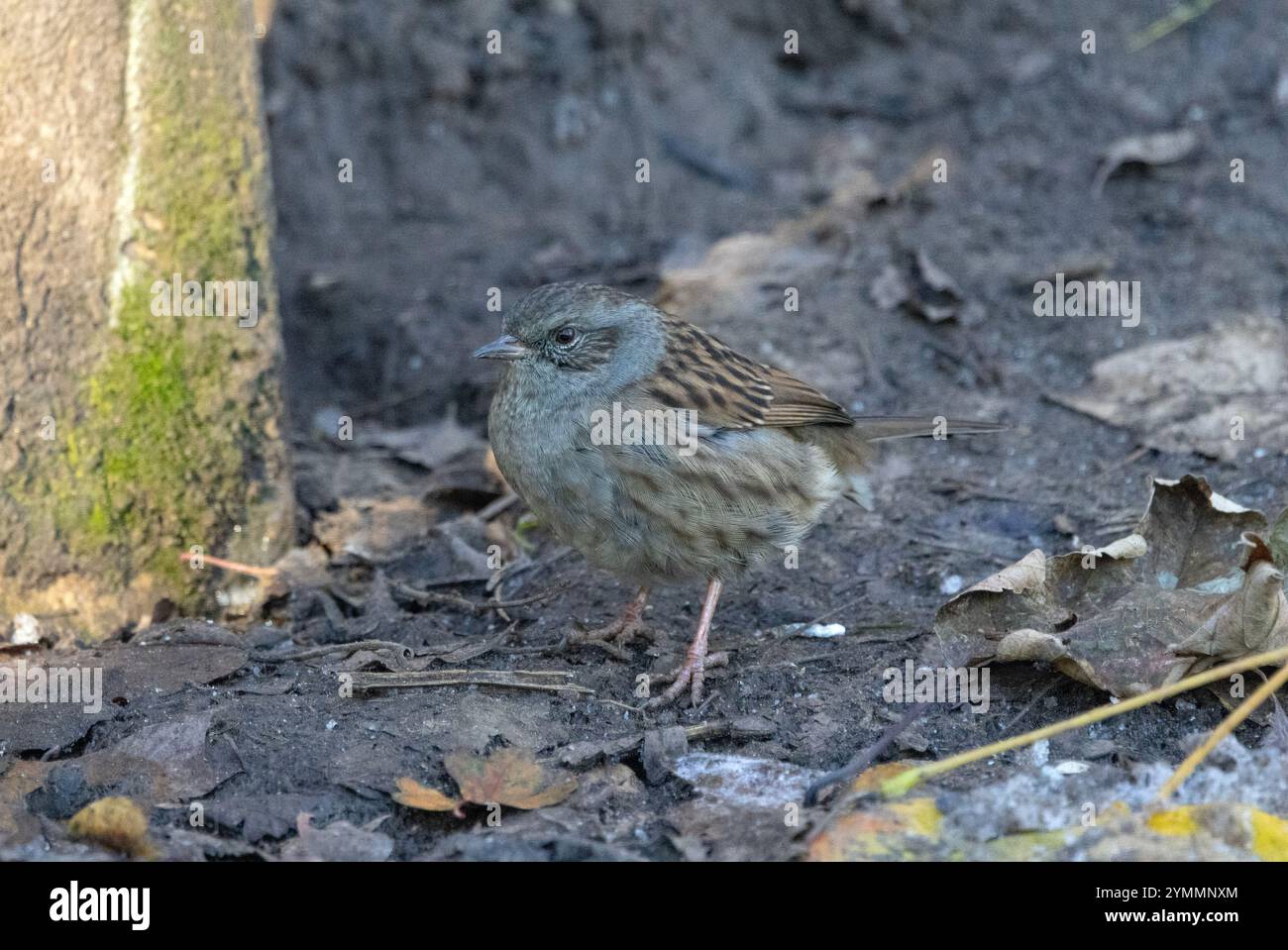 A cryptic bird of thick vegetation and hedgerows, the Dunnock or Hedge ...