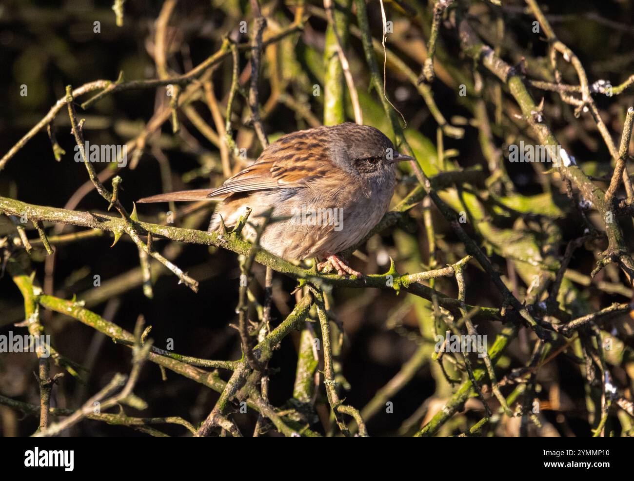 A cryptic bird of thick vegetation and hedgerows, the Dunnock or Hedge ...