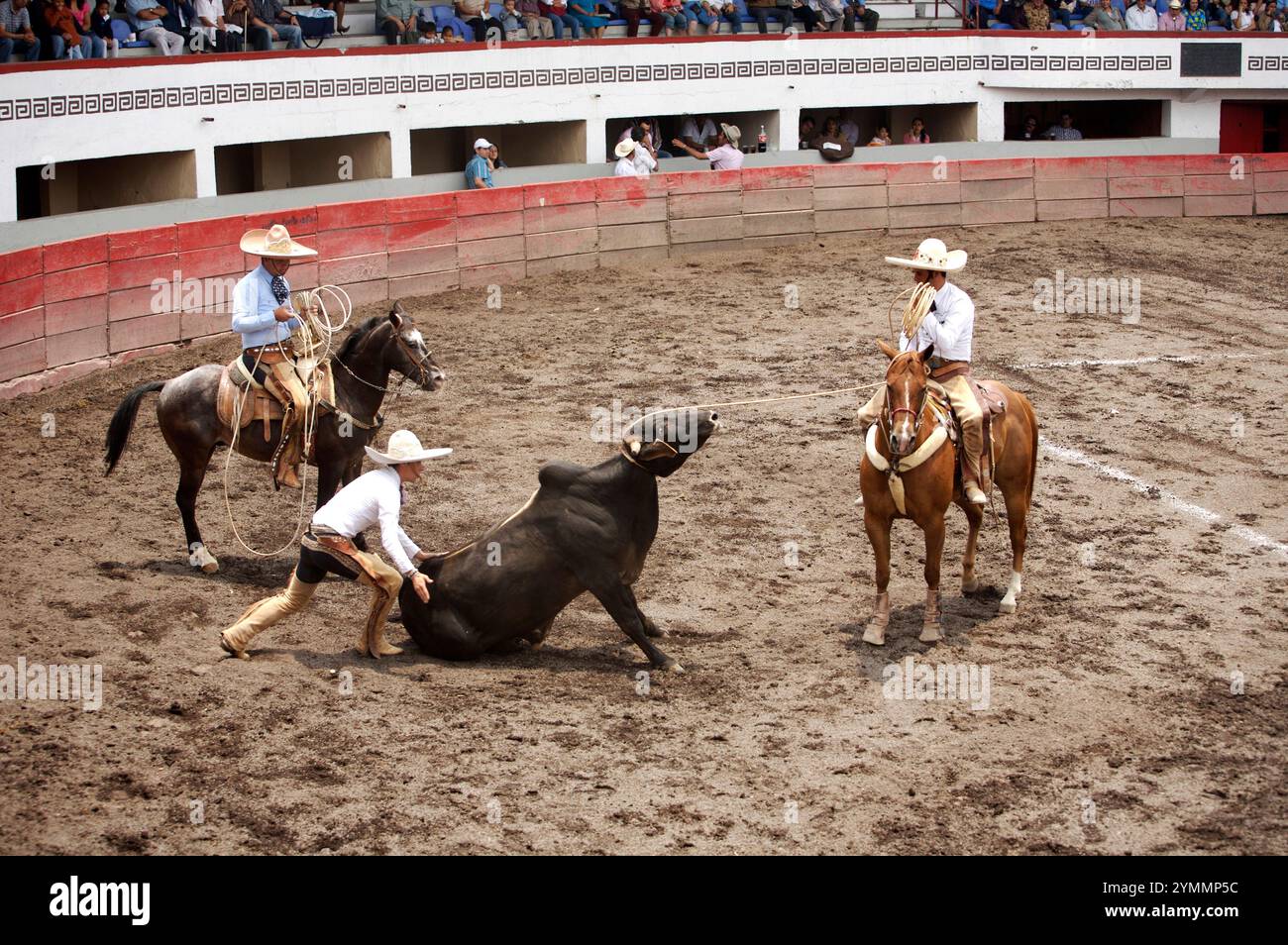 A Mexican Charro tries to push a bull on to it's feet at a charreria ...
