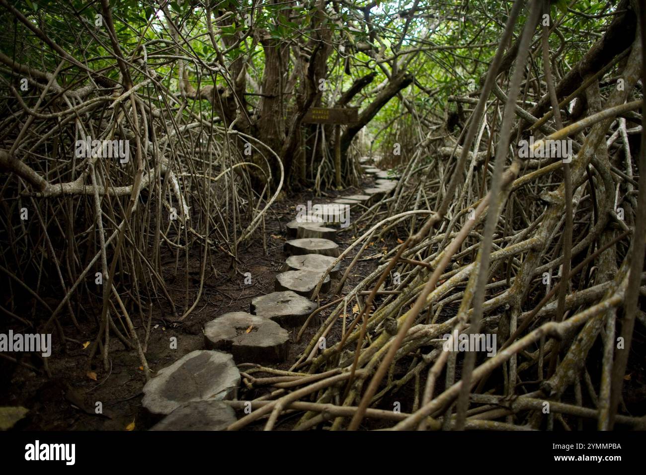 A path for tourists crosses through a mangrove in Sian Ka'an Biosphere ...