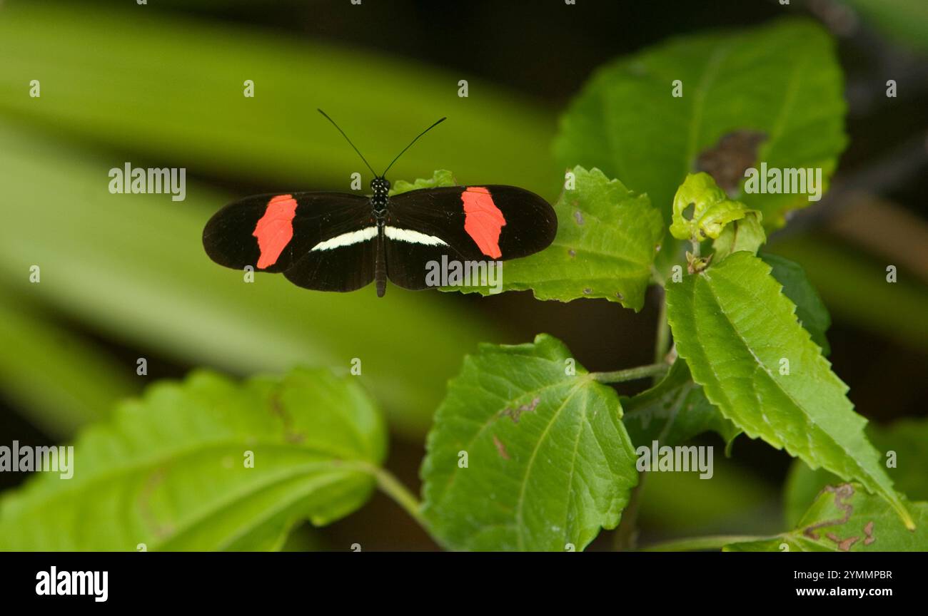 A butterfly perches on a plant in the ancient Mayan city of Tulum in ...