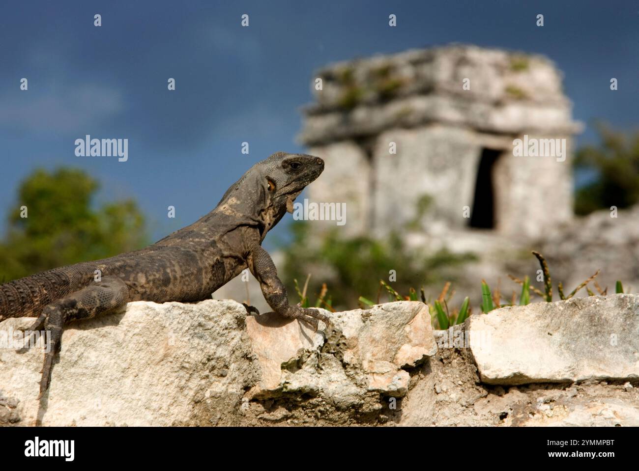 An iguana sunbathes in the ancient Mayan city of Tulum in Mexico's ...