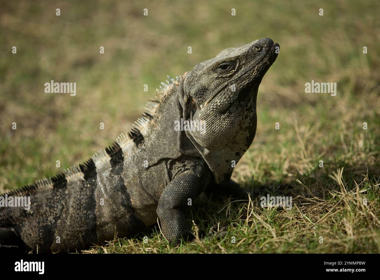 An iguana sunbathes in the ancient Mayan city of Tulum in Mexico's ...