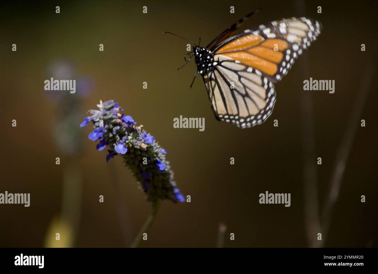 A monarch butterfly (Danaus plexippus) flies to a flower in Cerro Pelon ...