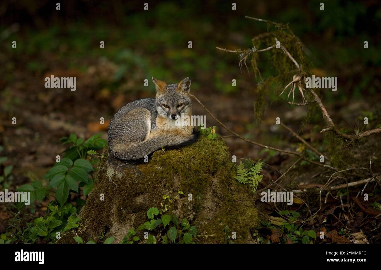 Gray fox tree hi-res stock photography and images - Alamy