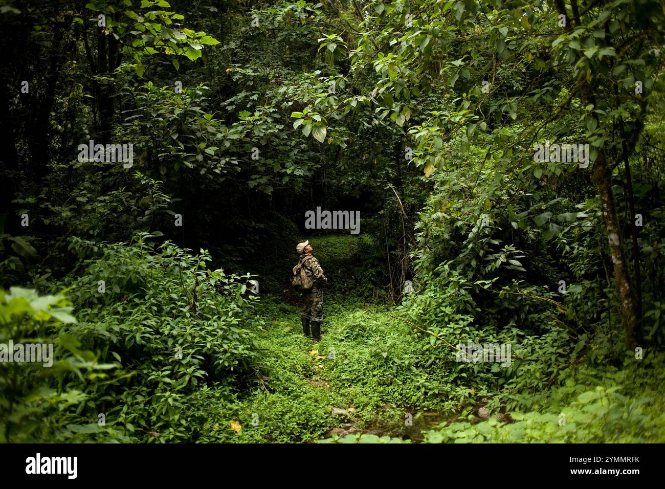 A park ranger looks for birds in a reserve Stock Photo - Alamy