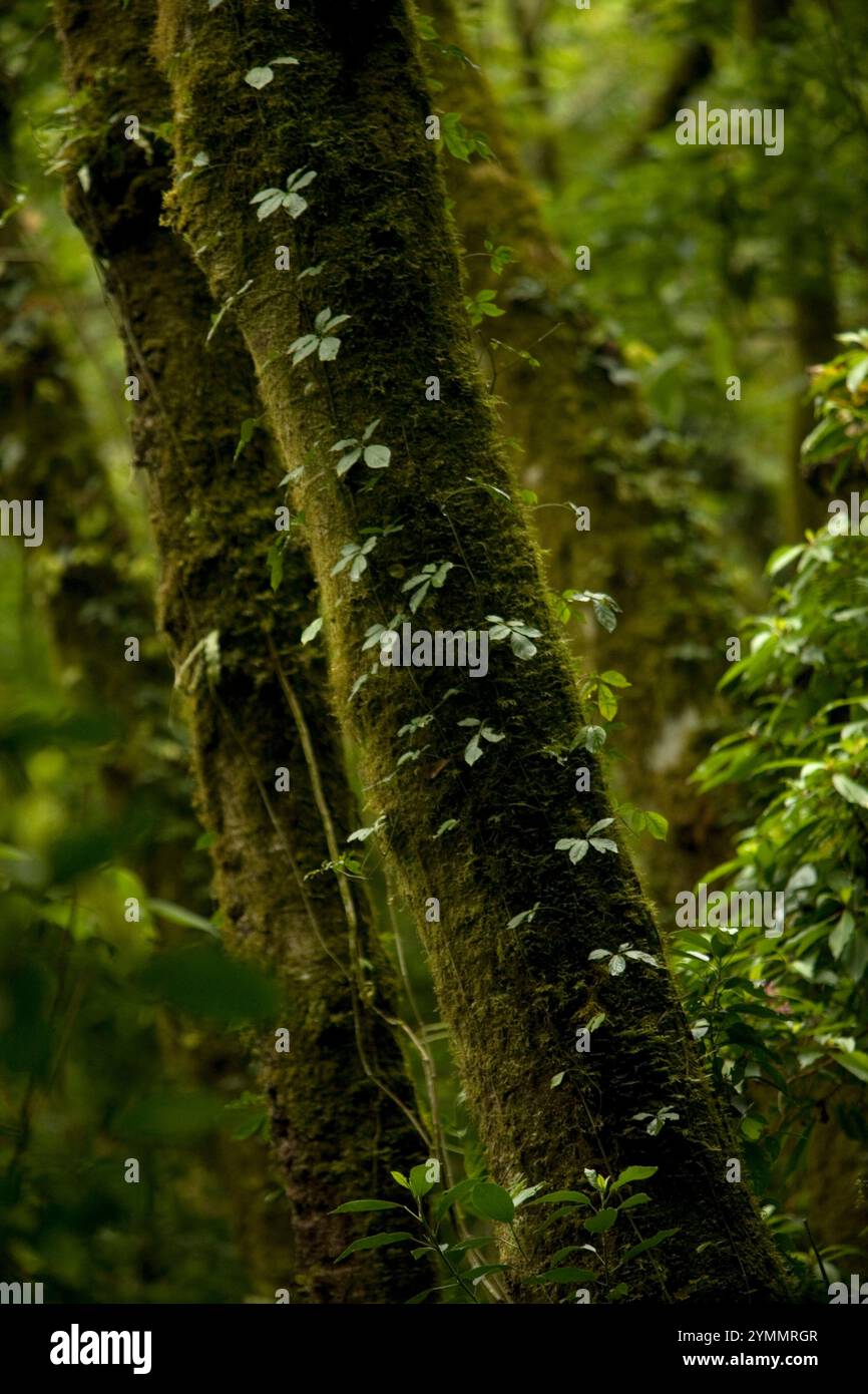 Green plants in el hi-res stock photography and images - Alamy