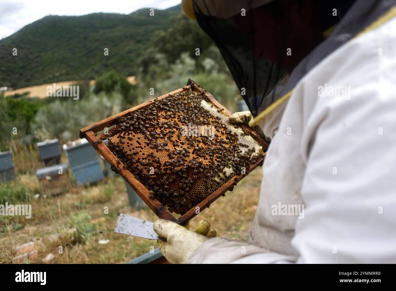 Close up view beekeeper hi-res stock photography and images - Alamy
