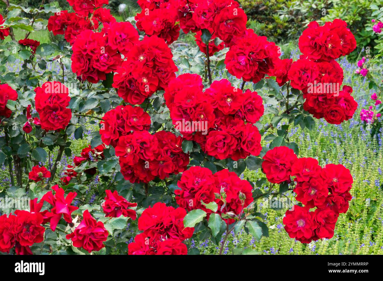 Garden Rosa Red Rose Roses Rosaceae Plant Plants Shrub Shrubs Stock ...