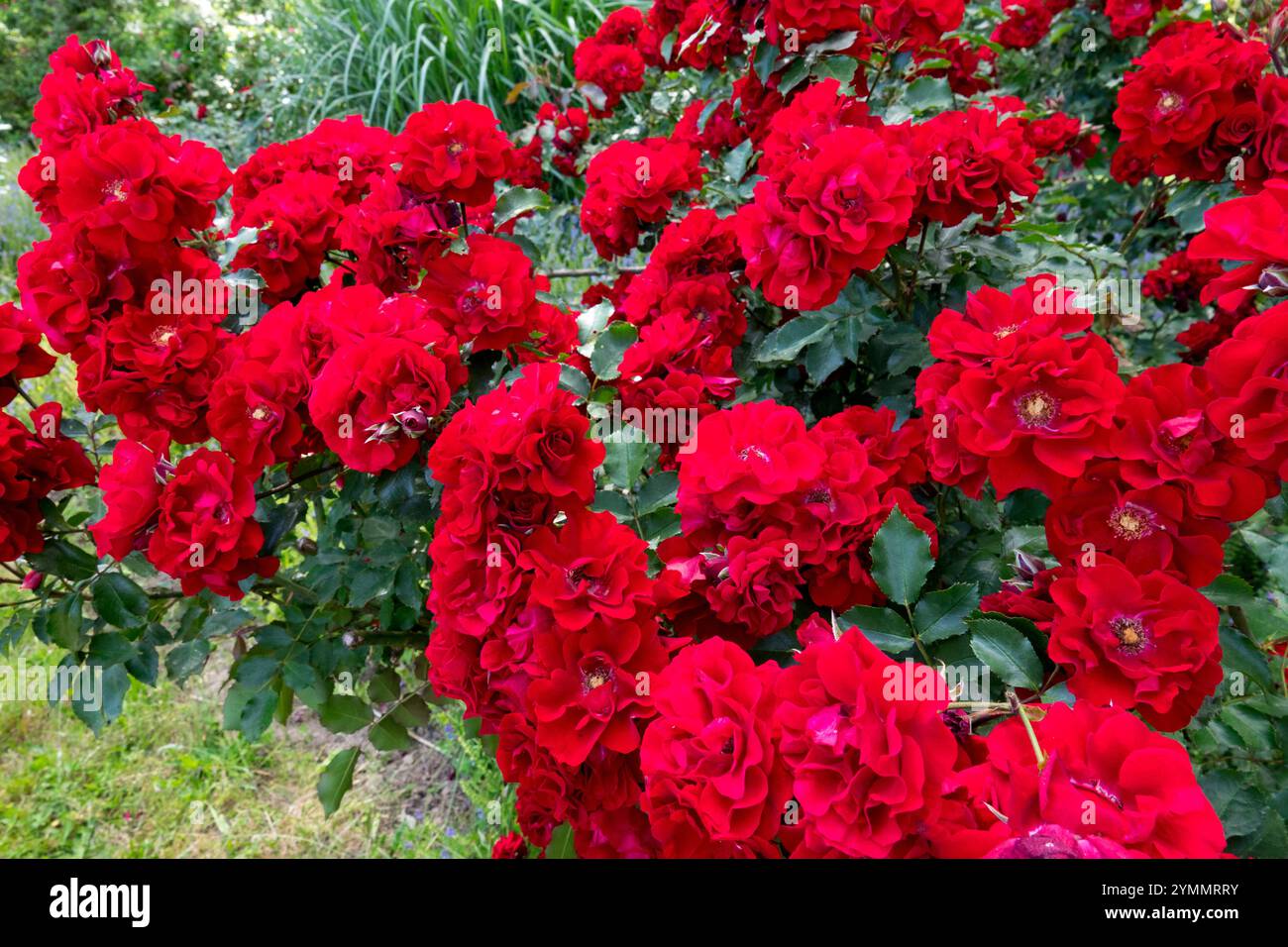 Kordes Rosa Roter Korsar Rosa Red Corsair Garden Plant Plants Shrub ...