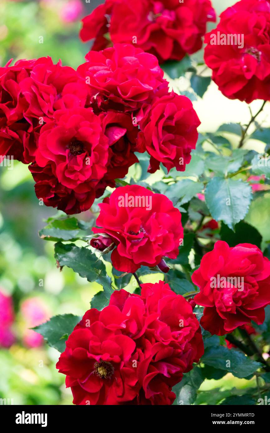 Red Kordes Shrub Roses Stock Photo - Alamy