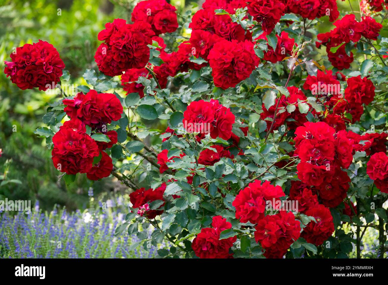 Ornamental hardy shrubs hi-res stock photography and images - Alamy