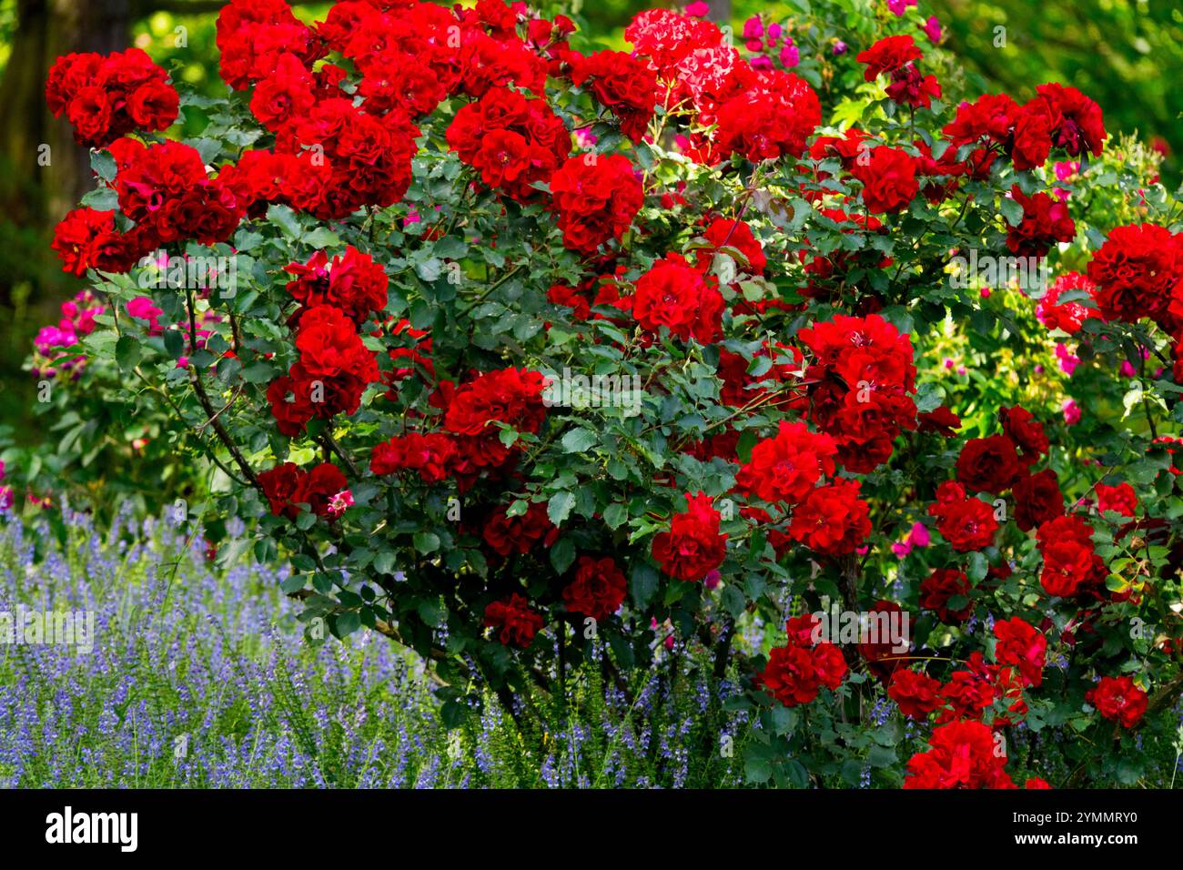 Red Roses Natural Garden Flowering Shrub Richly Blooming in June Red ...
