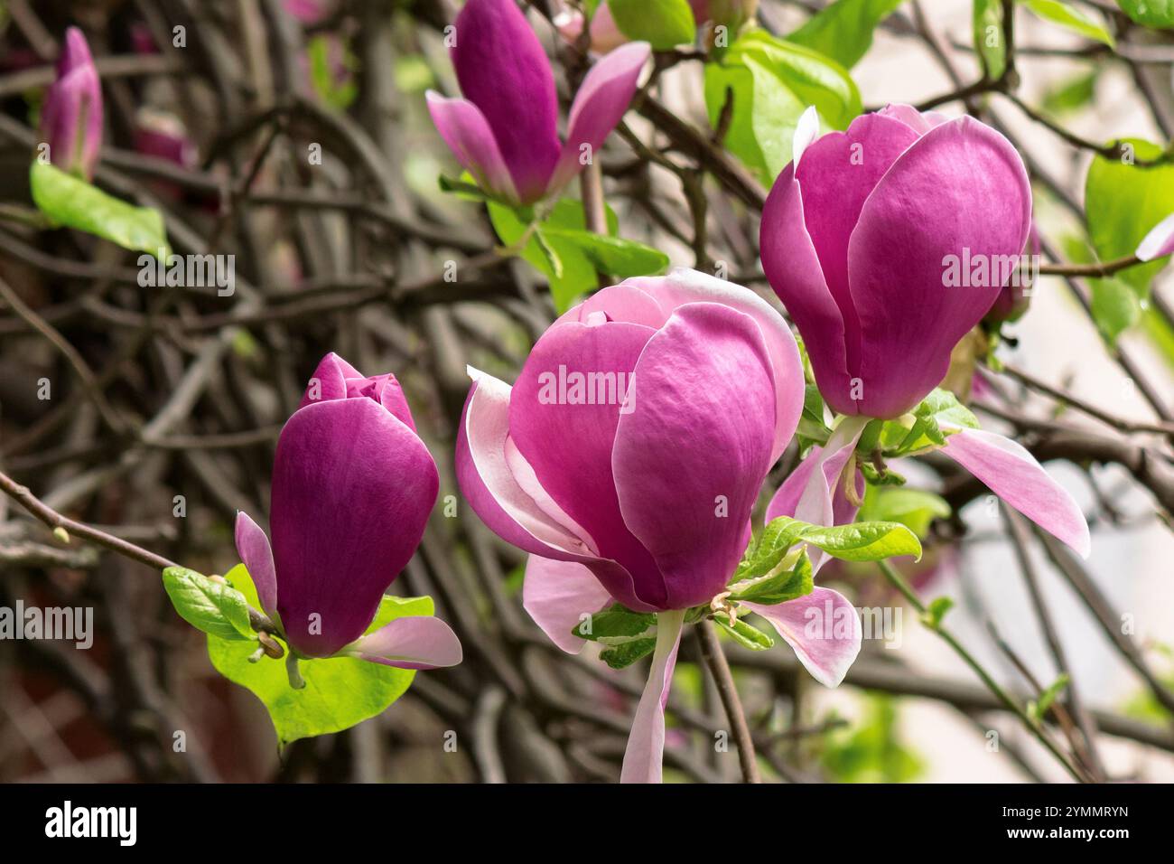 purple magnolia in full bloom. beautiful nature spring background Stock ...