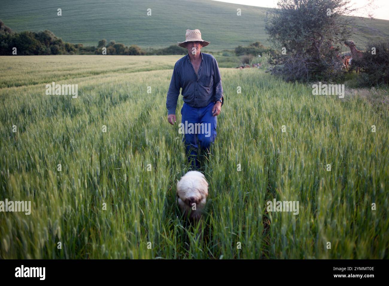 A goatherd walks by a monoculture field of genetically modified wheat ...