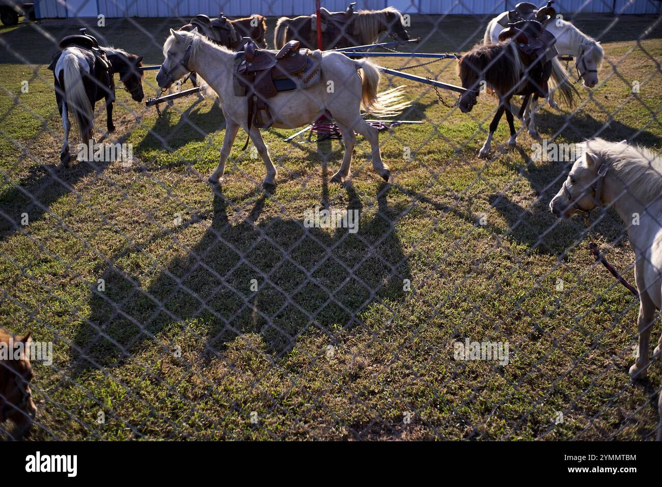 Rodeo experience hi-res stock photography and images - Alamy